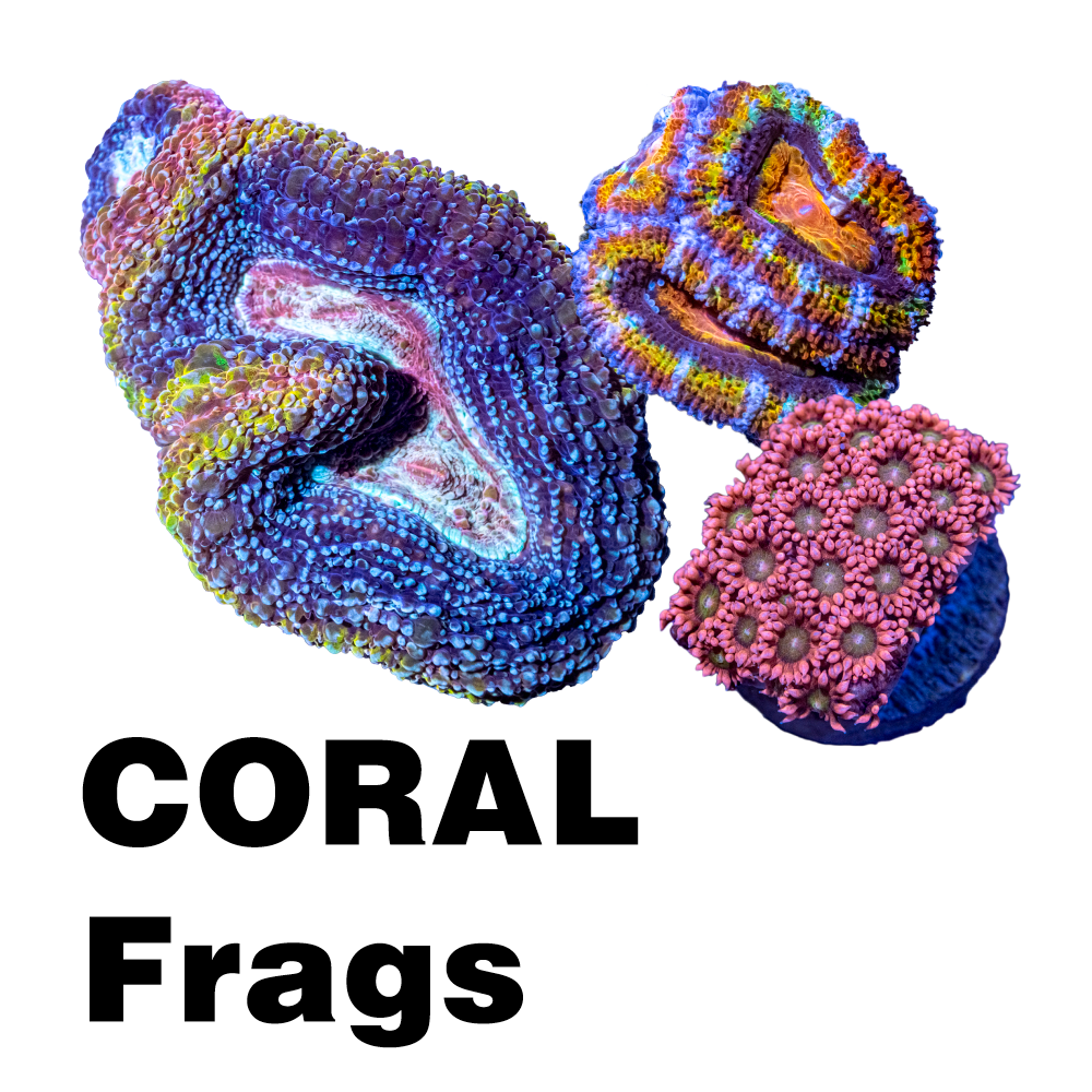 Coral Frags – Carolina Aquatics