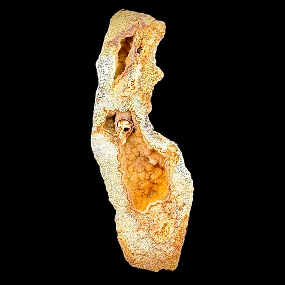 Petrified Coral – Carolina Aquatics