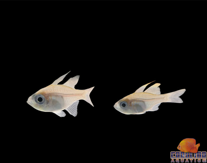 Weekly Specials – Carolina Aquatics