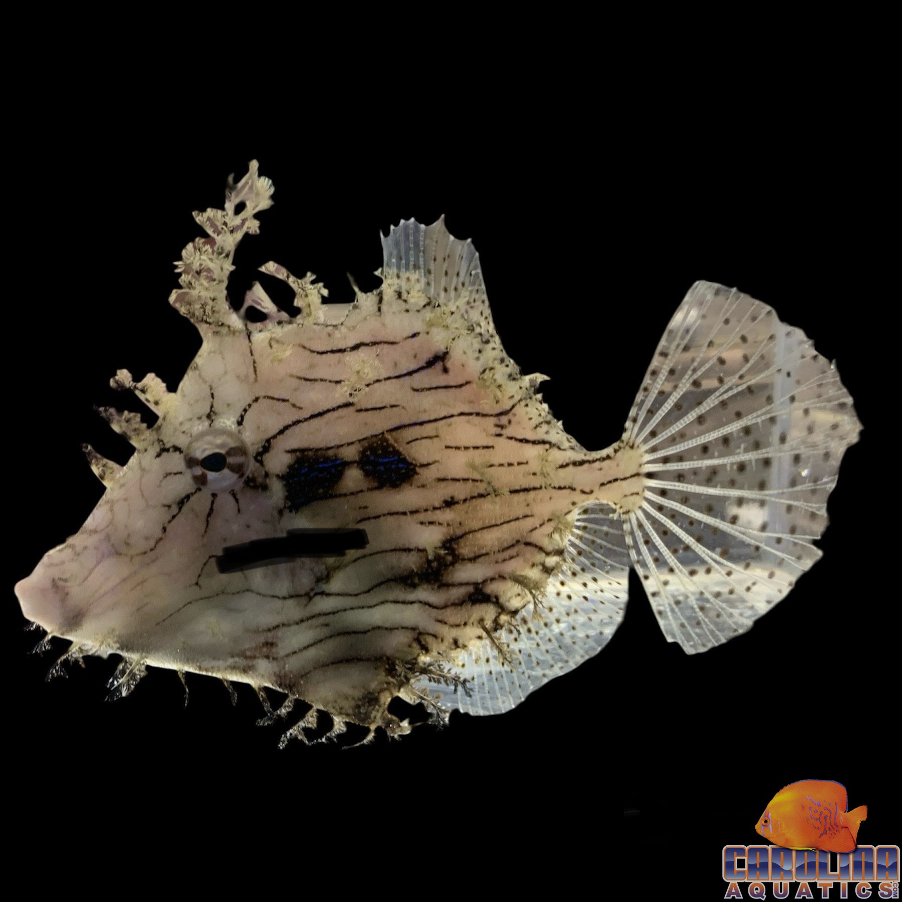 Filefish - Tasseled XL – Carolina Aquatics