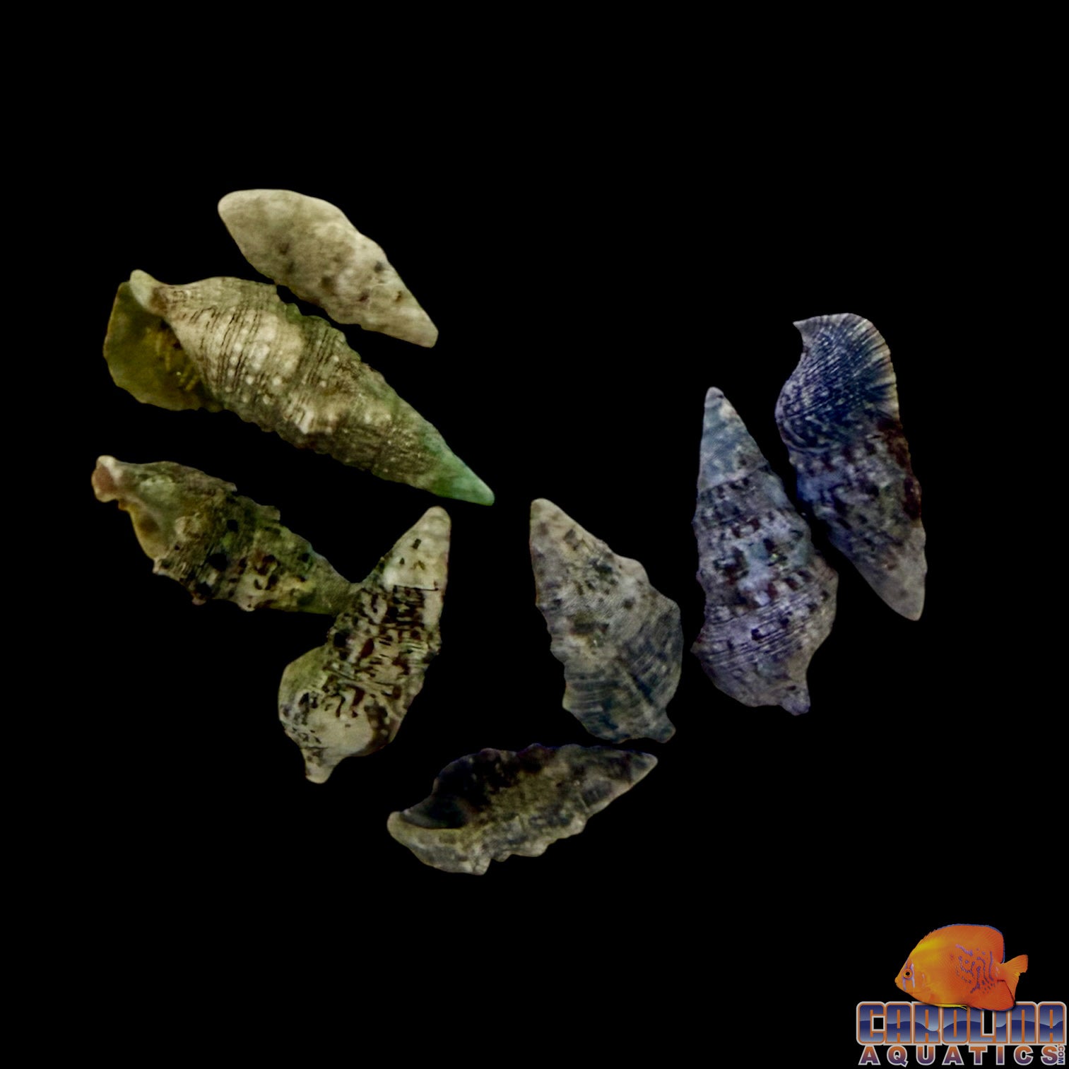 Snail - Cerith Caribbean – Carolina Aquatics