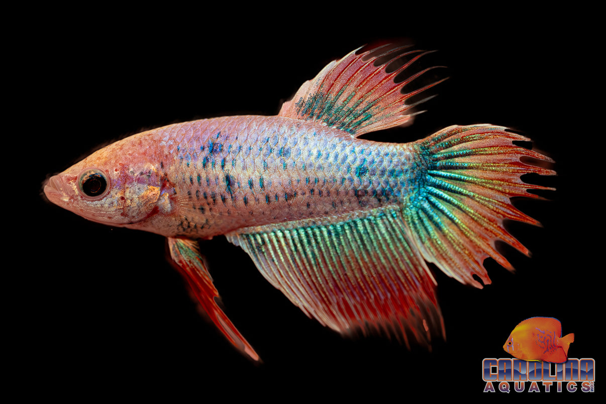 Betta - Crowntail Female – Carolina Aquatics