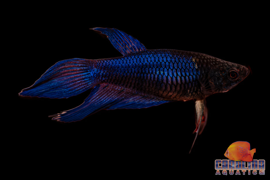 GloFish® - Tetra Galactic Purple – Carolina Aquatics