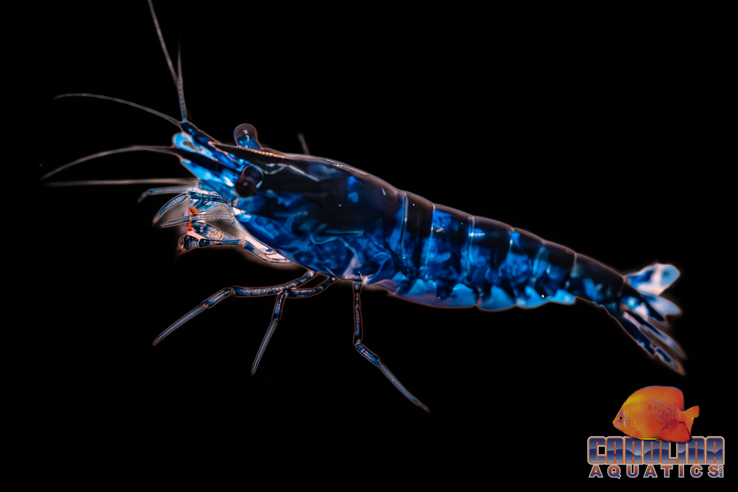 Invert - Shrimp Blue Diamond – Carolina Aquatics