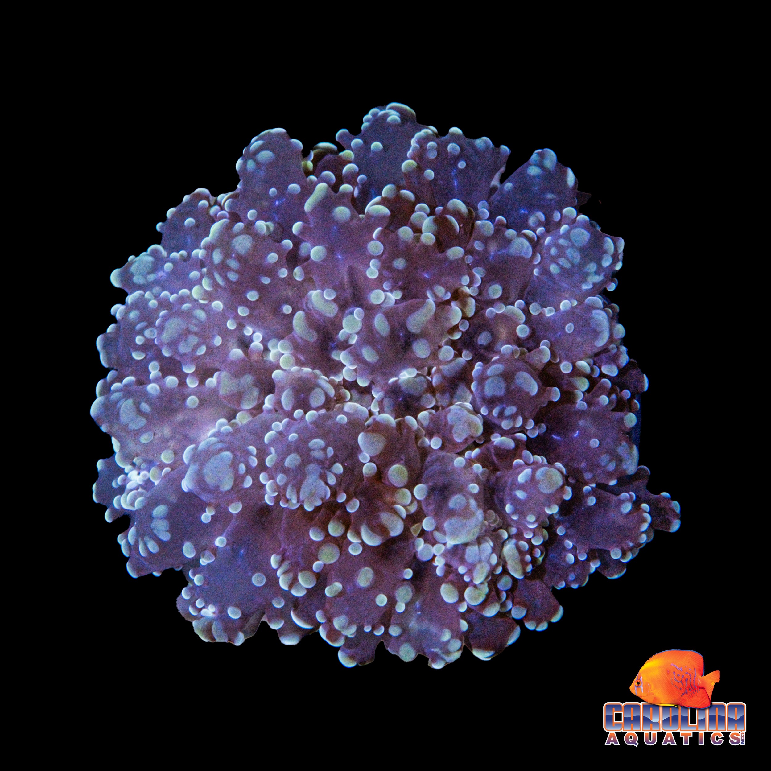 Frag - Stubby Frogspawn – Carolina Aquatics