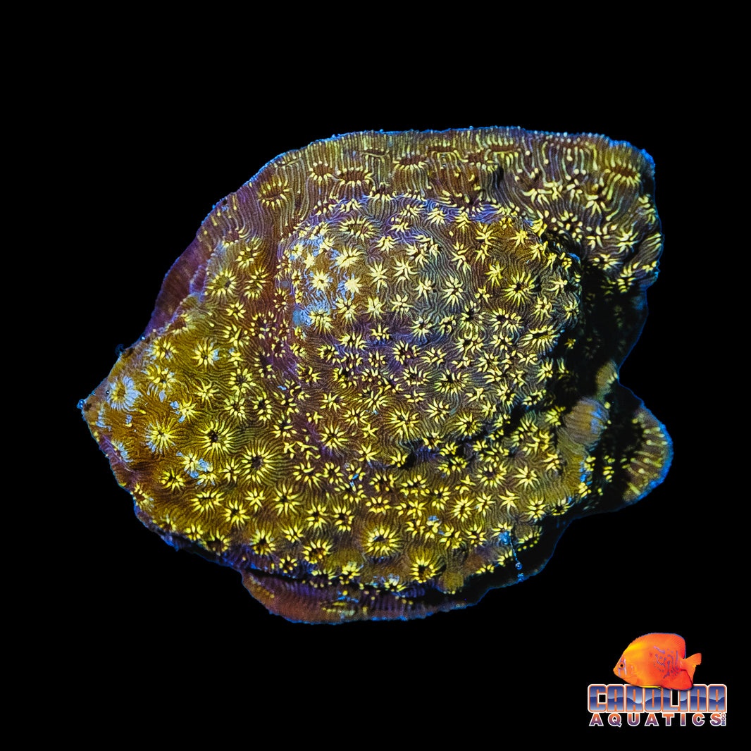 Coral Frags – Carolina Aquatics