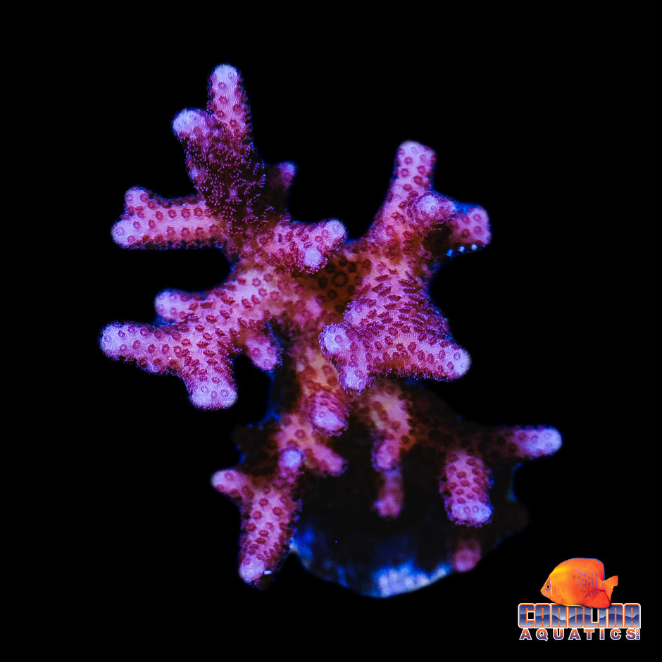 Carolina Aquatic - Wholesale Fish & Pet Supplies – Carolina Aquatics