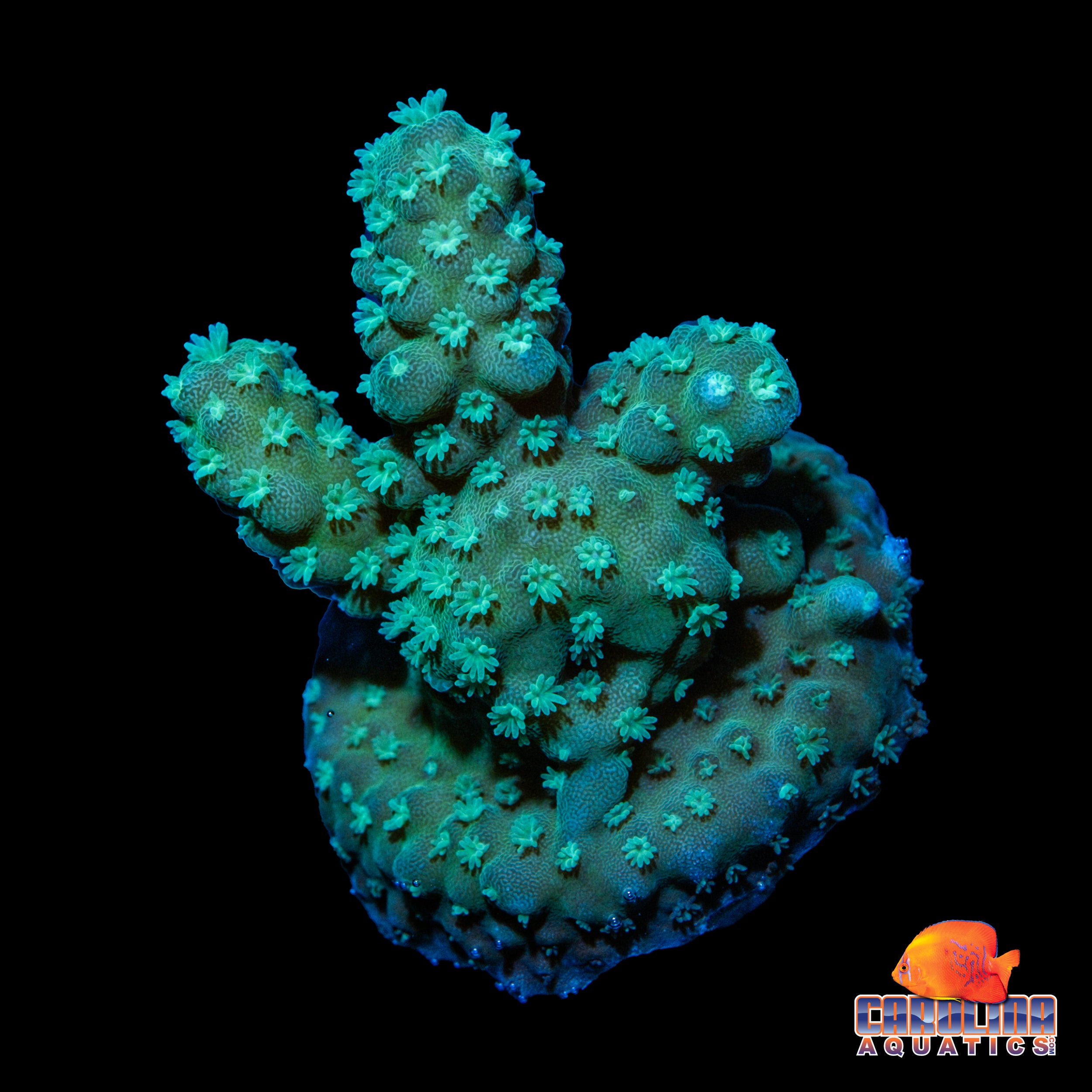 Frag - Chunky Green Acropora – Carolina Aquatics