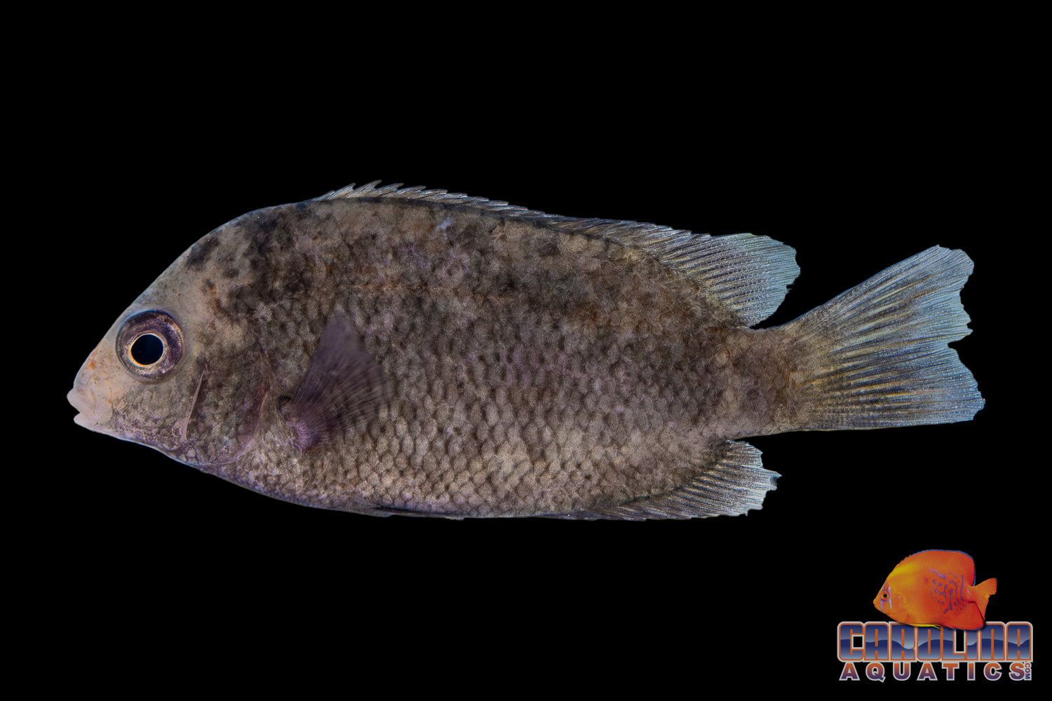 Goldfish - Comet Sarasa – Carolina Aquatics