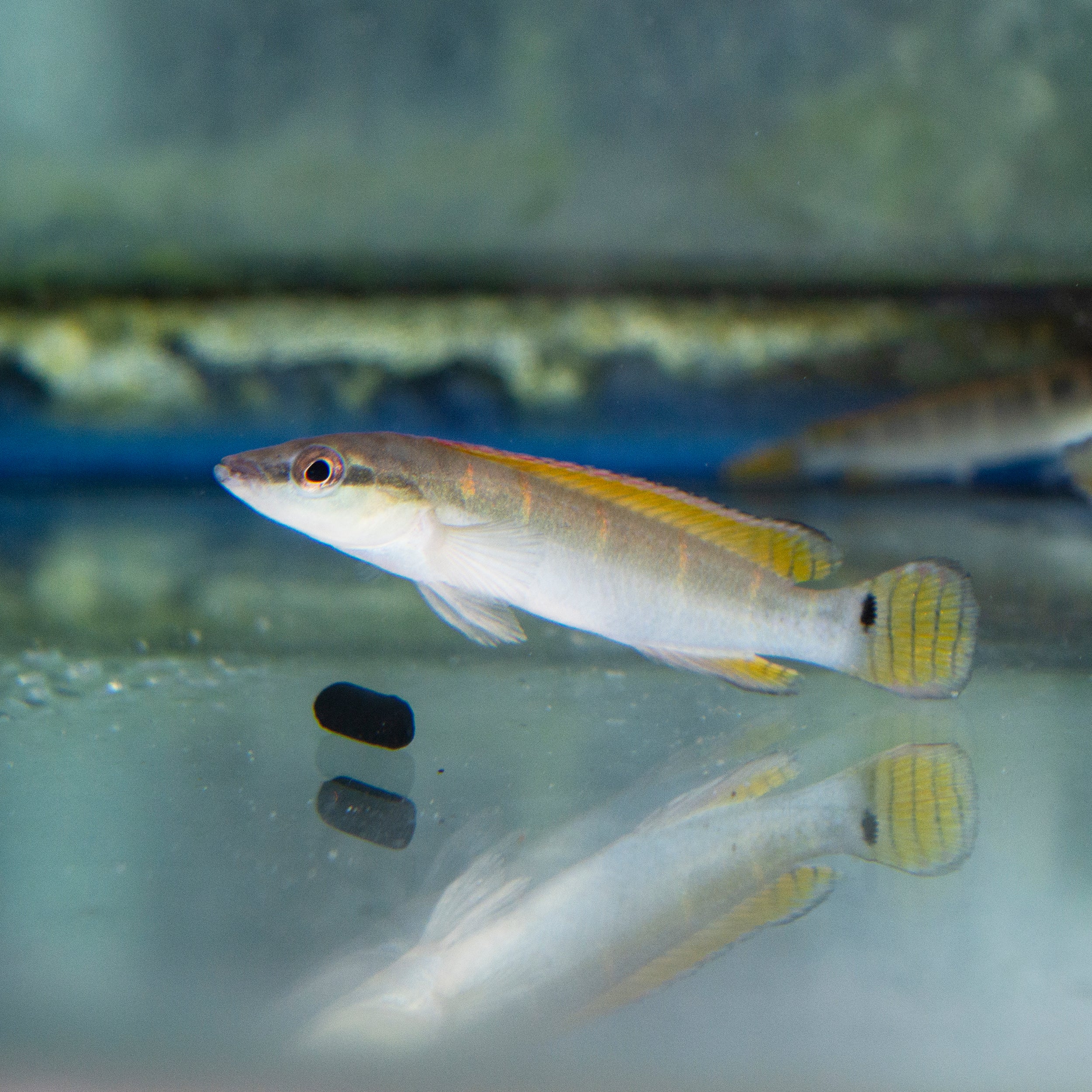 Freshwater Fish – Page 8 – Carolina Aquatics