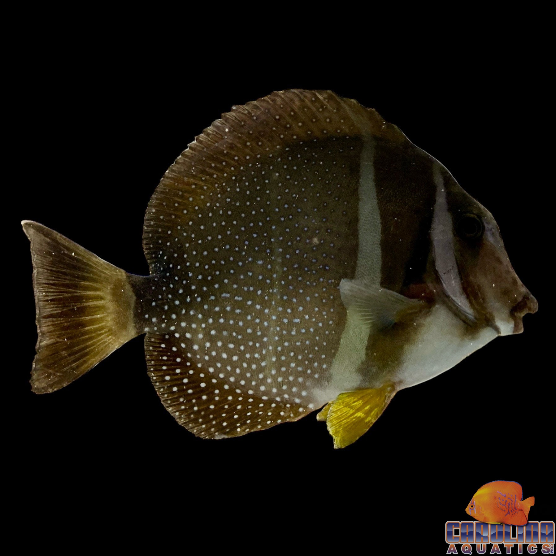 Tang - Mustard XL – Carolina Aquatics