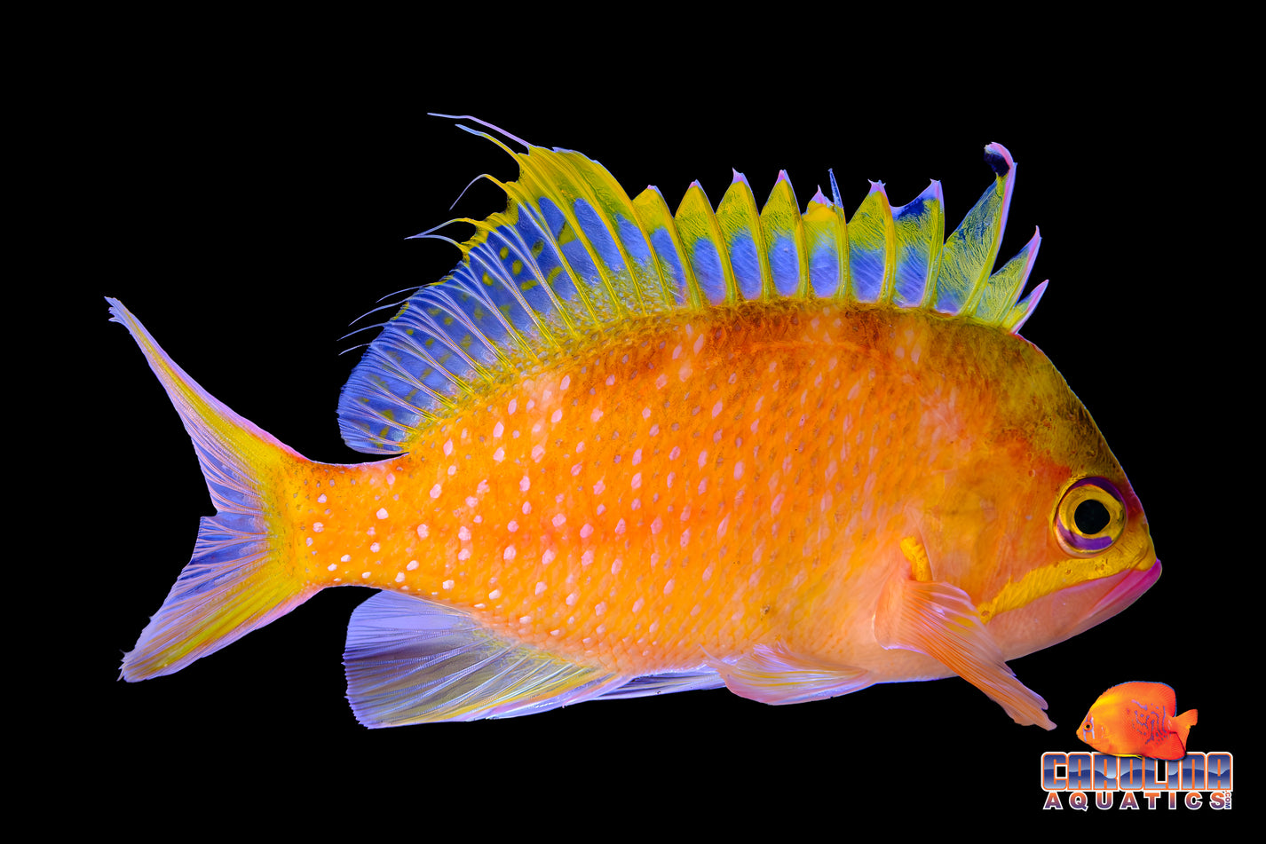 Anthias - Unimaculatus – Carolina Aquatics