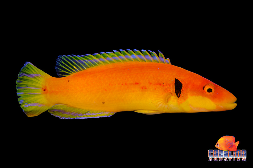 Hogfish - Black Ear Candy – Carolina Aquatics