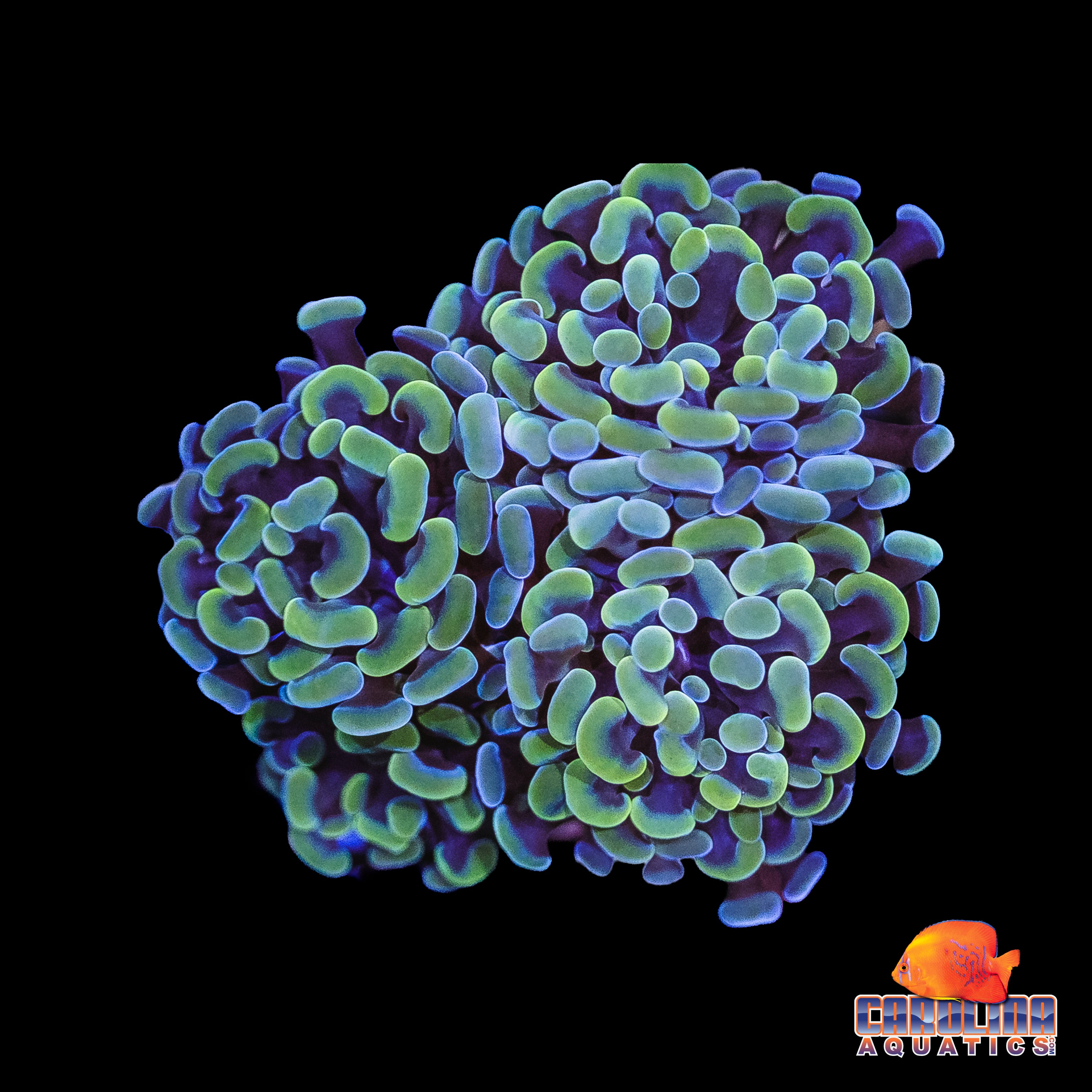 Frag - Aquacultured Rainbow Branching Hammer – Carolina Aquatics