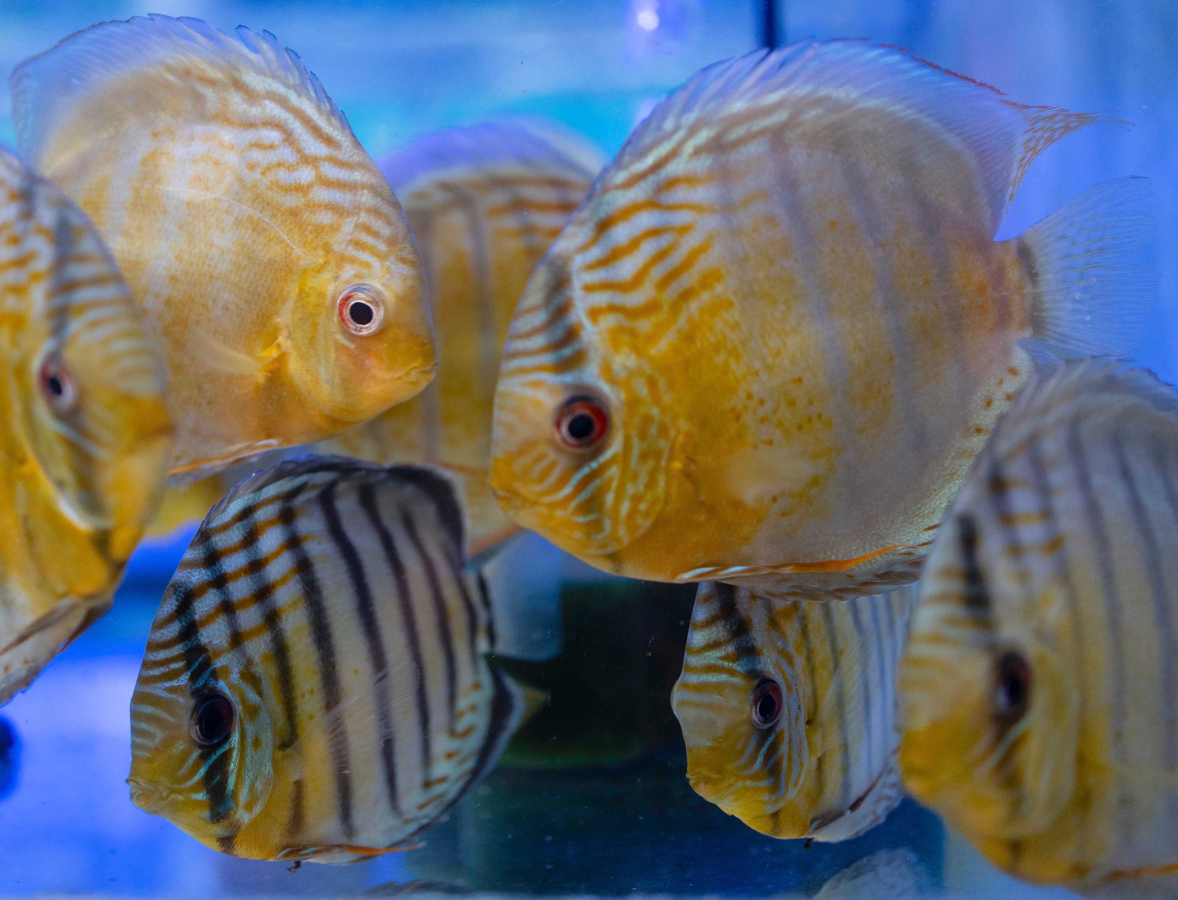 Discus - Semiroyal Green Wild Lg – Carolina Aquatics