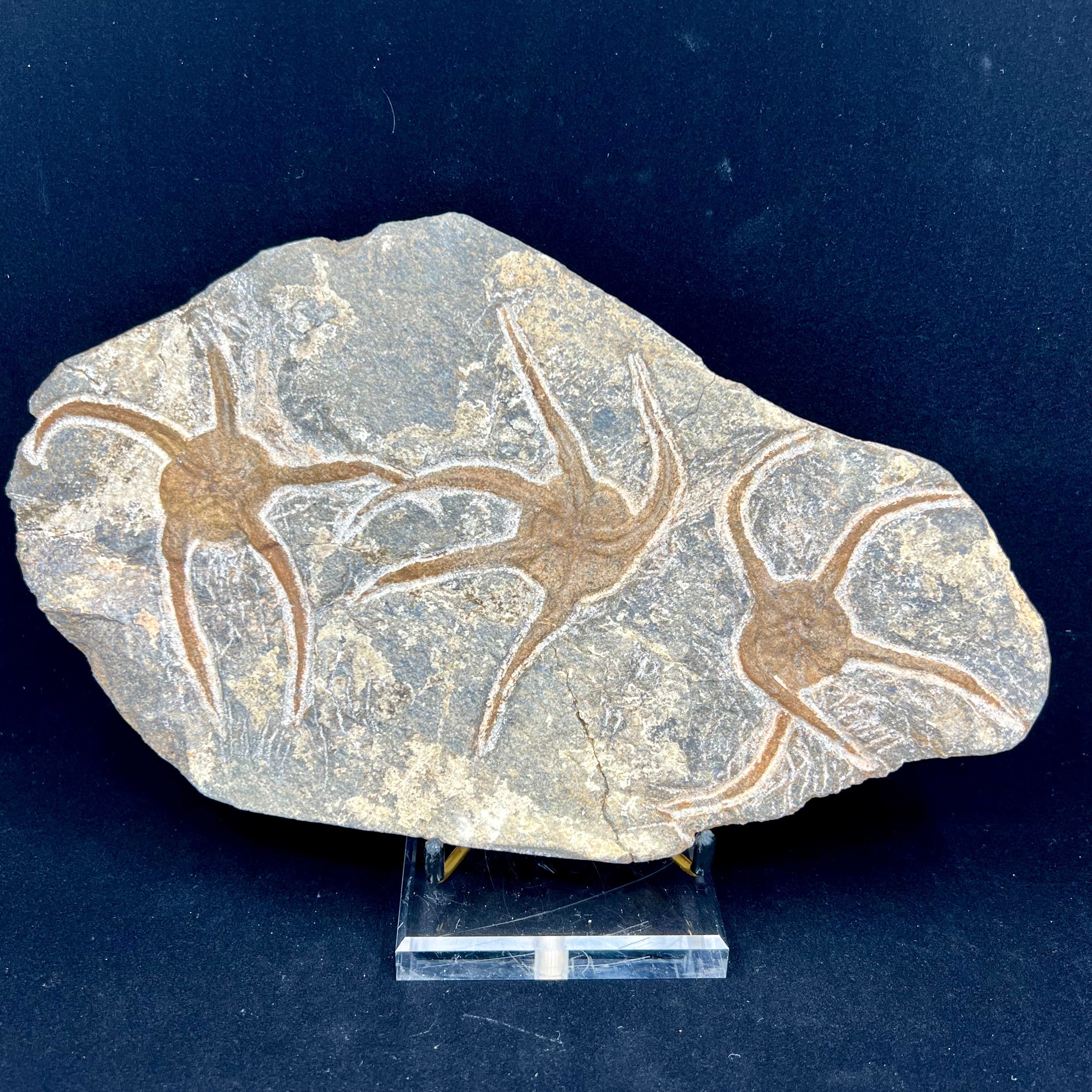 Triple Brittle Starfish Plate – Carolina Aquatics