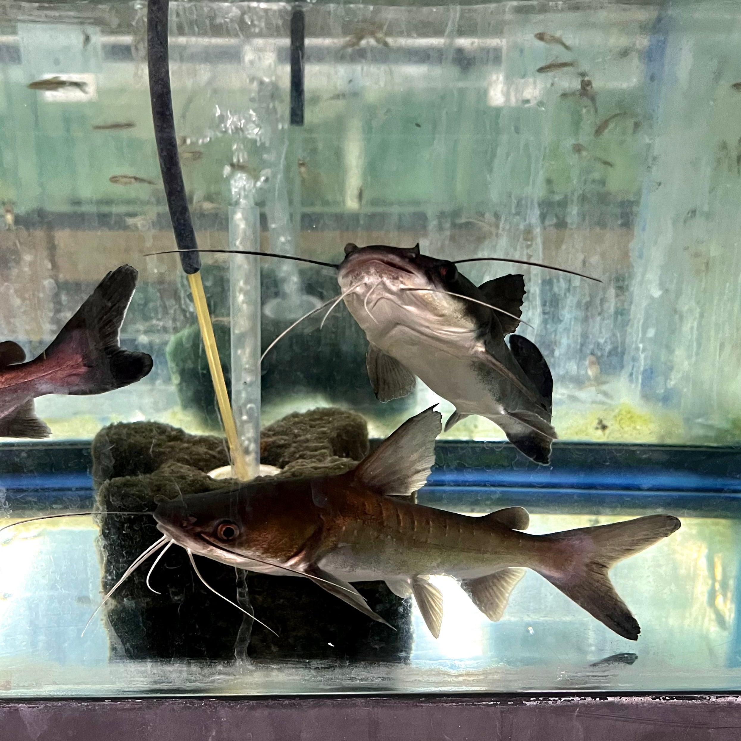 Carolina Aquatic - Wholesale Fish & Pet Supplies – Carolina Aquatics