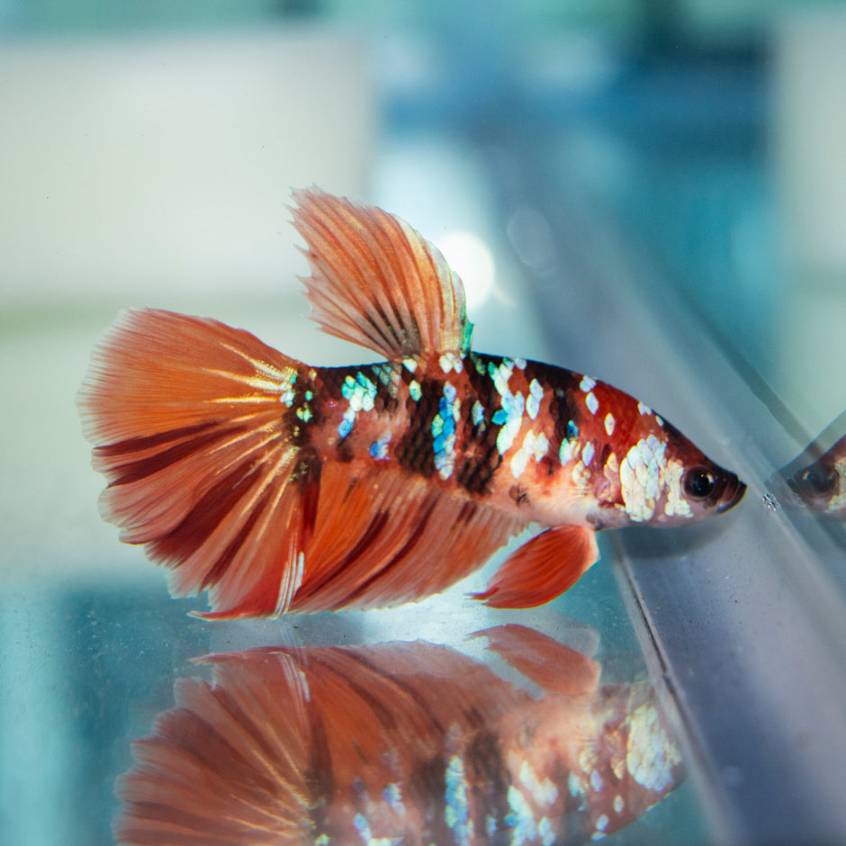 CC - sera Discus Granules – Carolina Aquatics