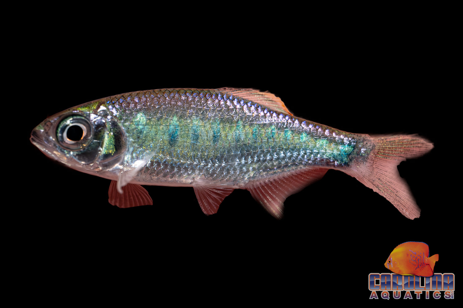 Misc - Hill Trout Orange Fin Med – Carolina Aquatics