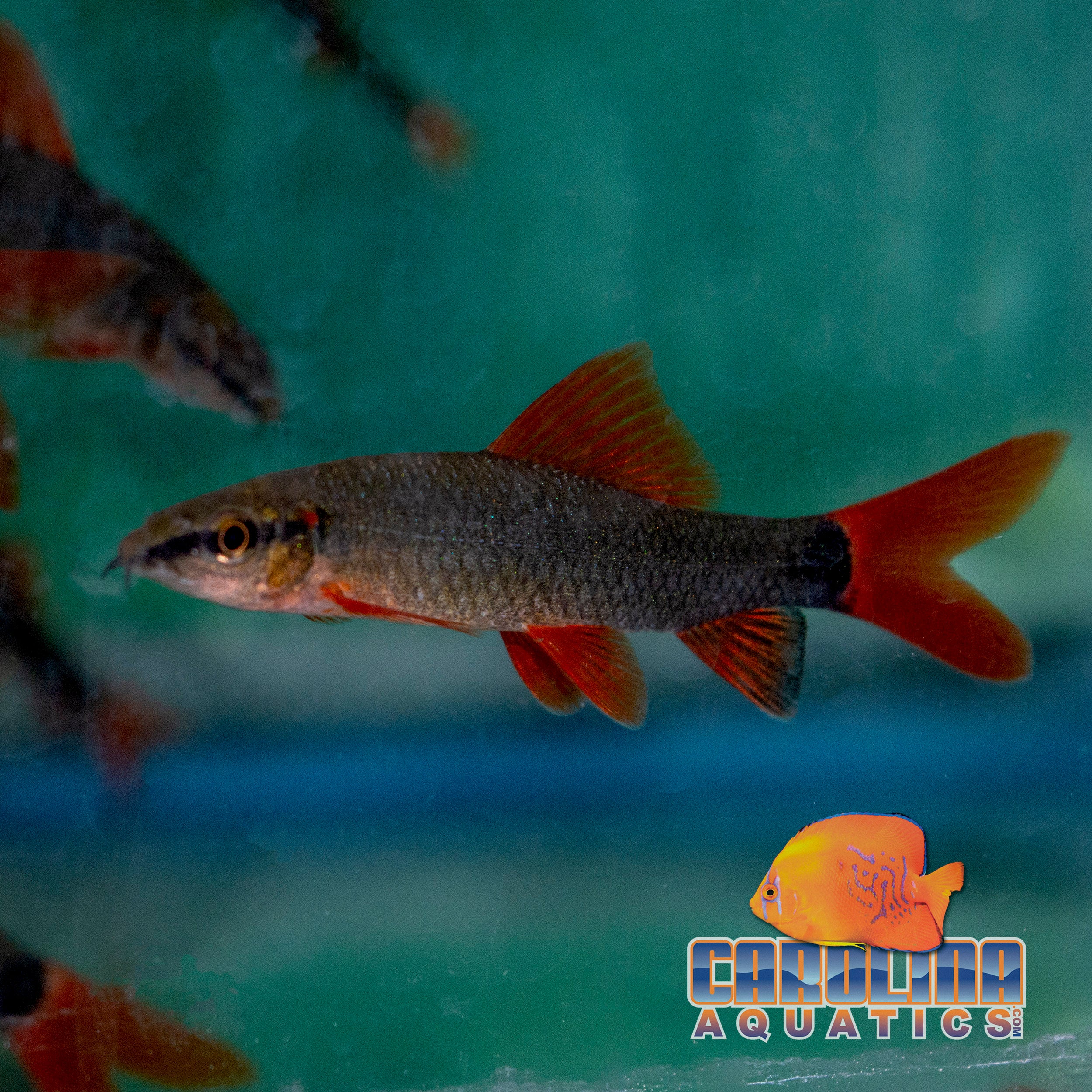 Nu Aqua Brine Shrimp – Carolina Aquatics