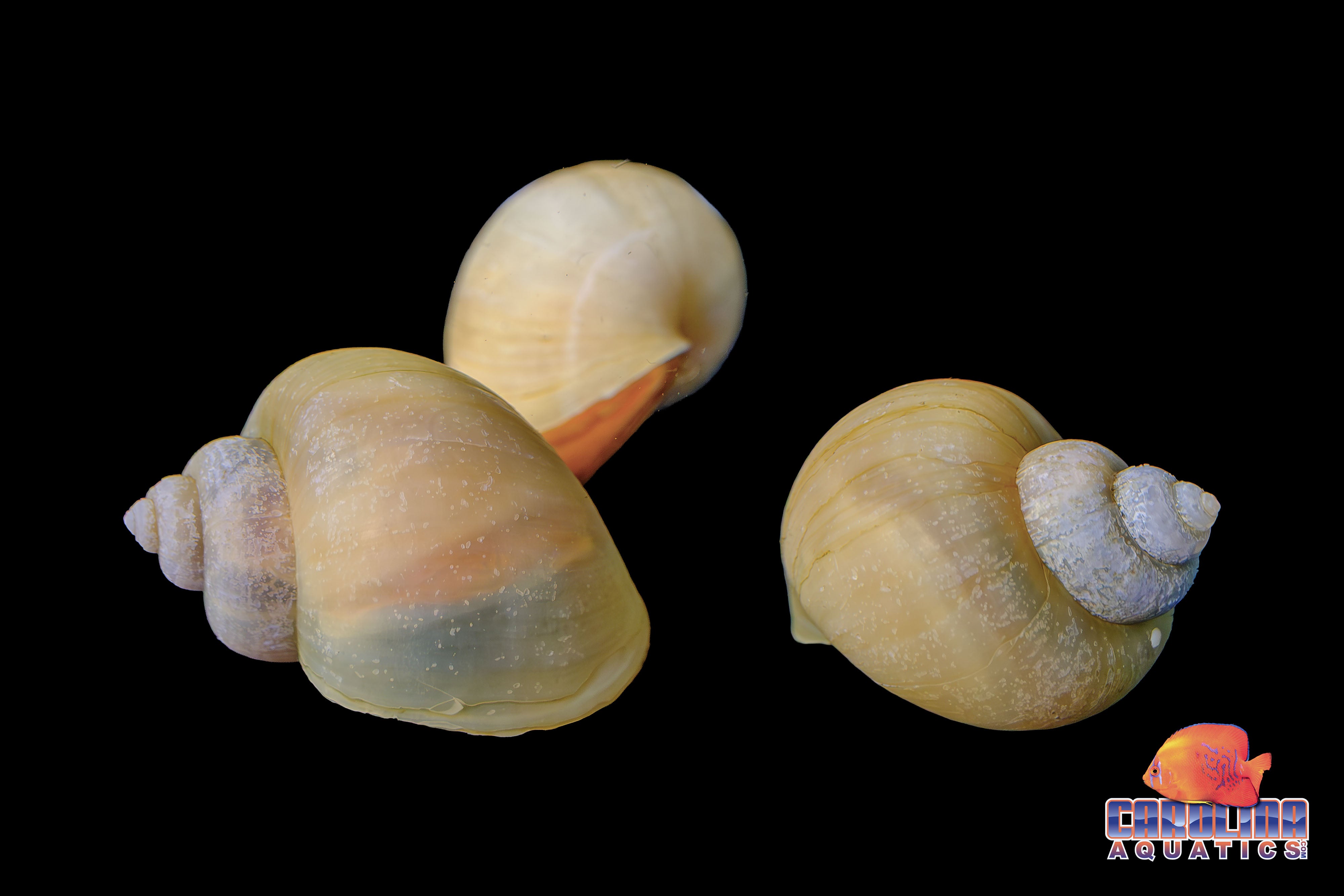 Invert - Snail Mystery Ivory – Carolina Aquatics