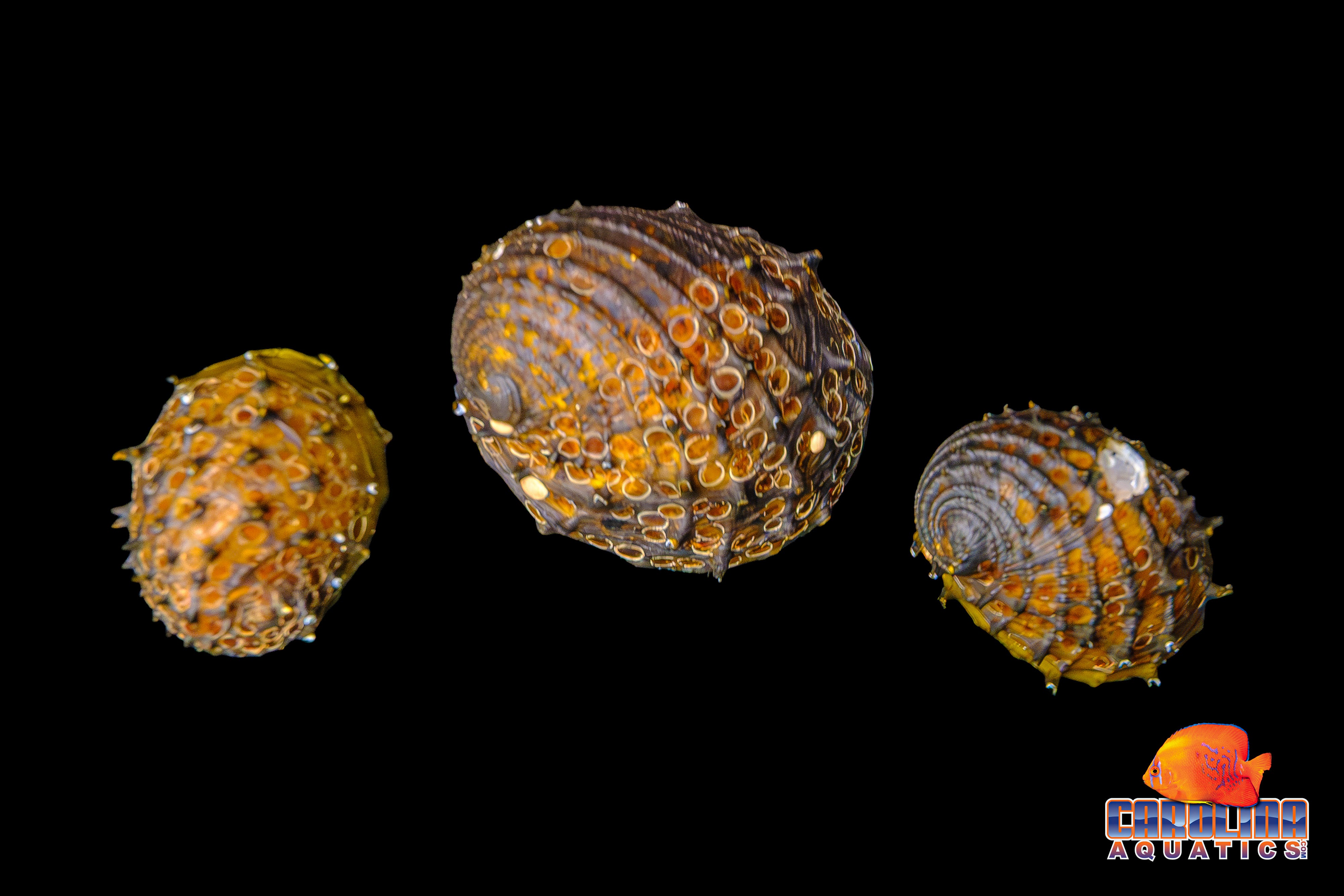 Invert - Snail Spiky Nerite Lg – Carolina Aquatics