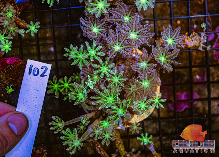 WYSIWYG 102 Glove Polyp – Carolina Aquatics