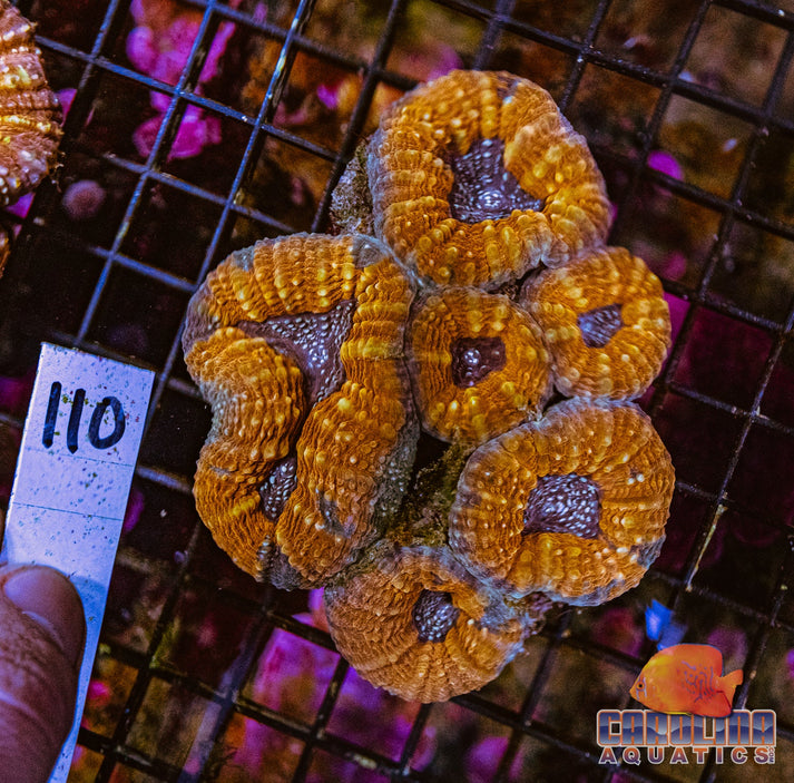 WYSIWYG 110 Lobo – Carolina Aquatics