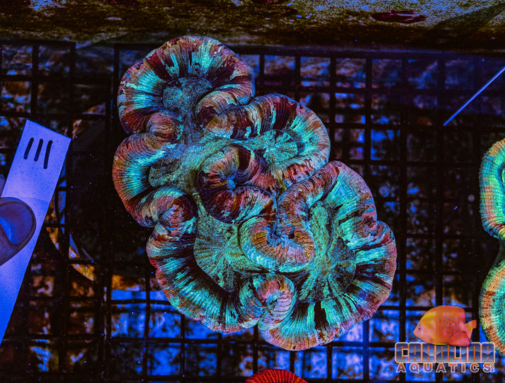 WYSIWYG 111 Trachy – Carolina Aquatics