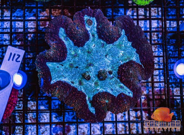 WYSIWYG 112 Lobo – Carolina Aquatics