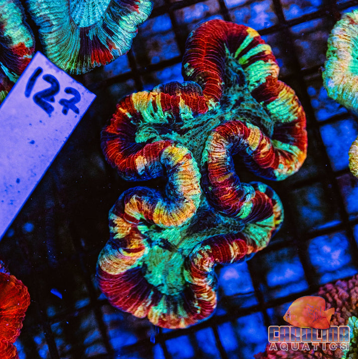 WYSIWYG 127 Trachy – Carolina Aquatics