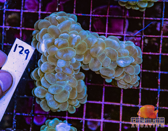 WYSIWYG 129 Bubble Coral – Carolina Aquatics