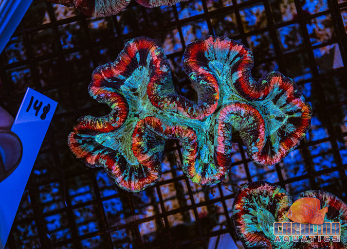 WYSIWYG 148 Trachy – Carolina Aquatics