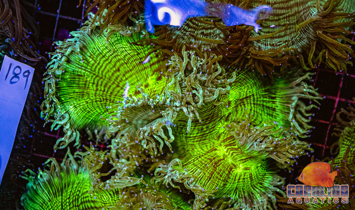 WYSIWYG 189 Elegance – Carolina Aquatics