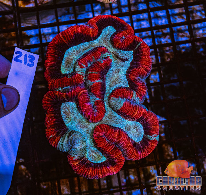 WYSIWYG 213 Trachy – Carolina Aquatics