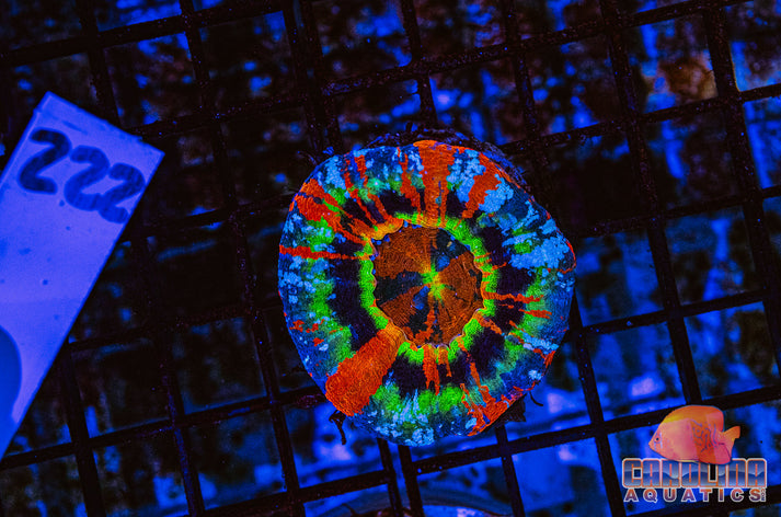 WYSIWYG 222 Master Scoly – Carolina Aquatics