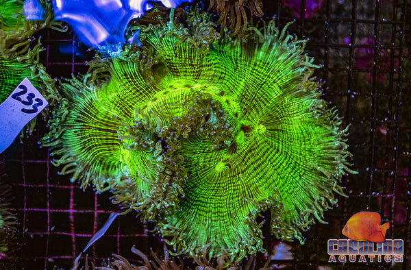 WYSIWYG 233 Elegance – Carolina Aquatics