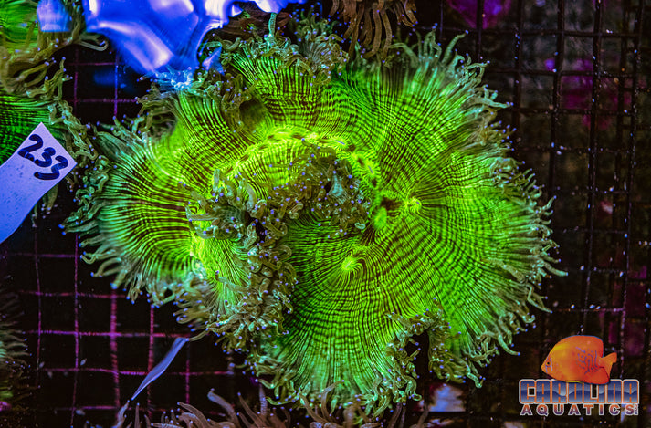 WYSIWYG 233 Elegance – Carolina Aquatics