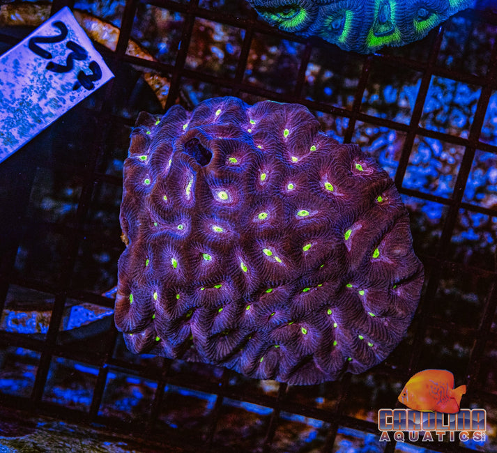 WYSIWYG 237 Platy – Carolina Aquatics