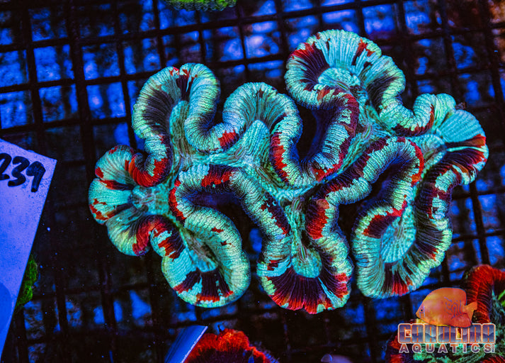 WYSIWYG 239 Trachy – Carolina Aquatics