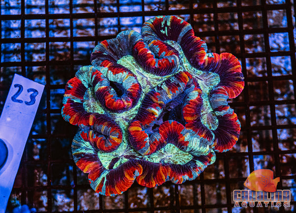 WYSIWYG 23 Trachy – Carolina Aquatics