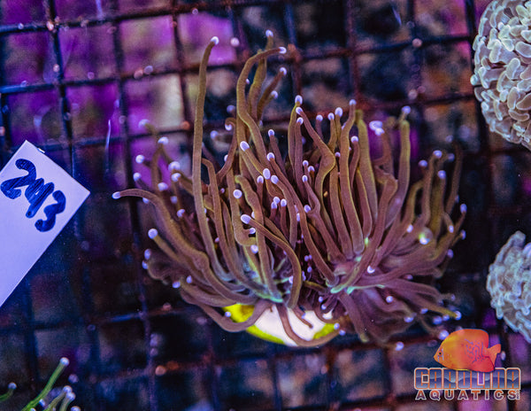 WYSIWYG 243 Torch – Carolina Aquatics