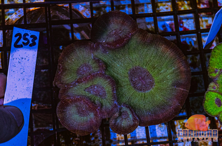 WYSIWYG 253 Moseleya – Carolina Aquatics