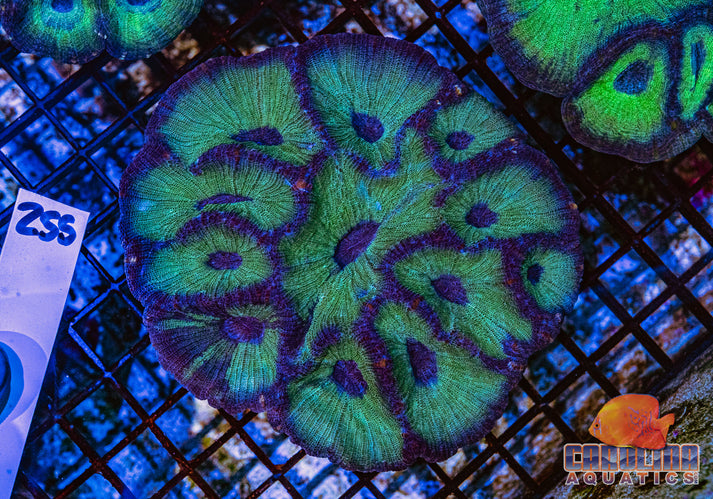 WYSIWYG 255 Moseleya – Carolina Aquatics