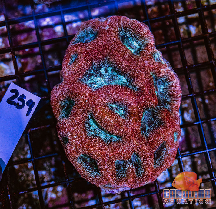 WYSIWYG 259 Bower – Carolina Aquatics