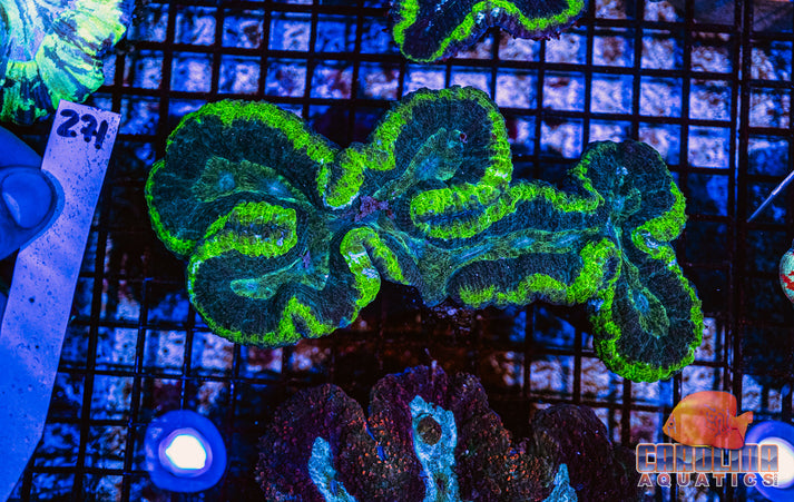 WYSIWYG 271 Lobo – Carolina Aquatics