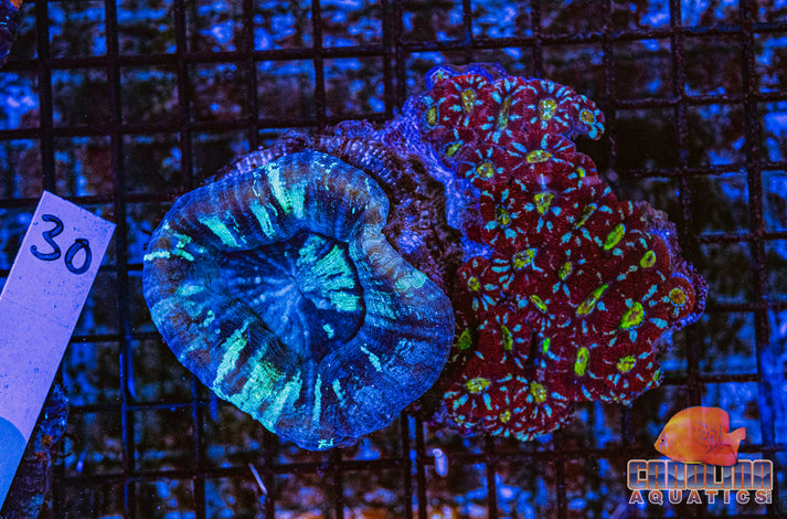 WYSIWYG 30 Scoly Combo – Carolina Aquatics