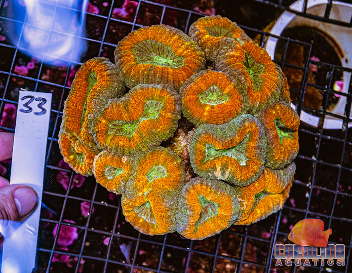 WYSIWYG 33 Lobo – Carolina Aquatics