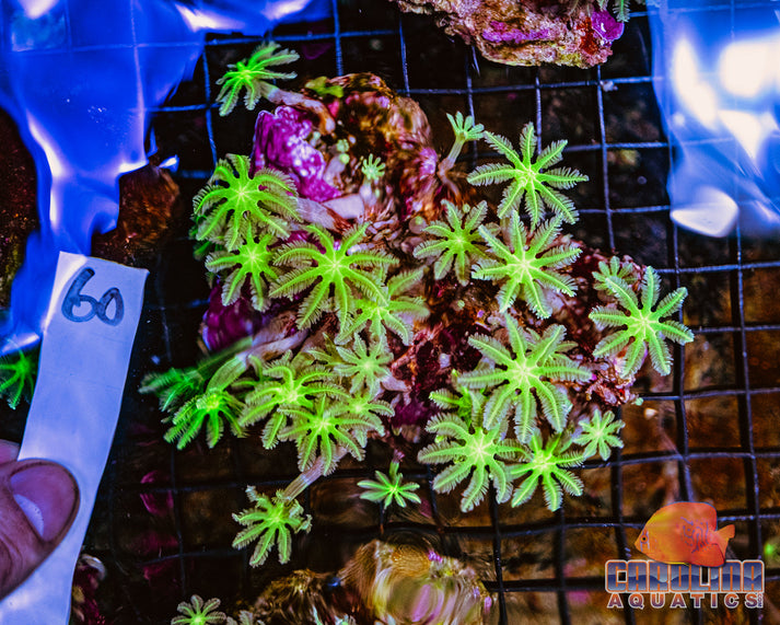 WYSIWYG 60 Glove Polyp – Carolina Aquatics