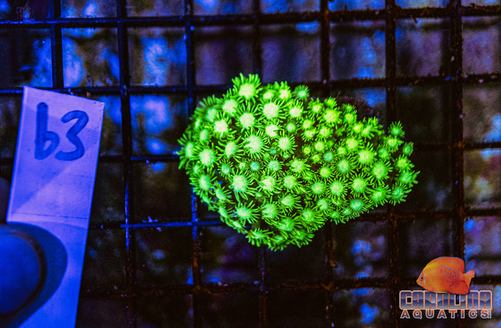 WYSIWYG 63 Goniopora – Carolina Aquatics